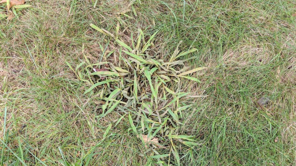 Everything You Need To Know About Crabgrass This Summer