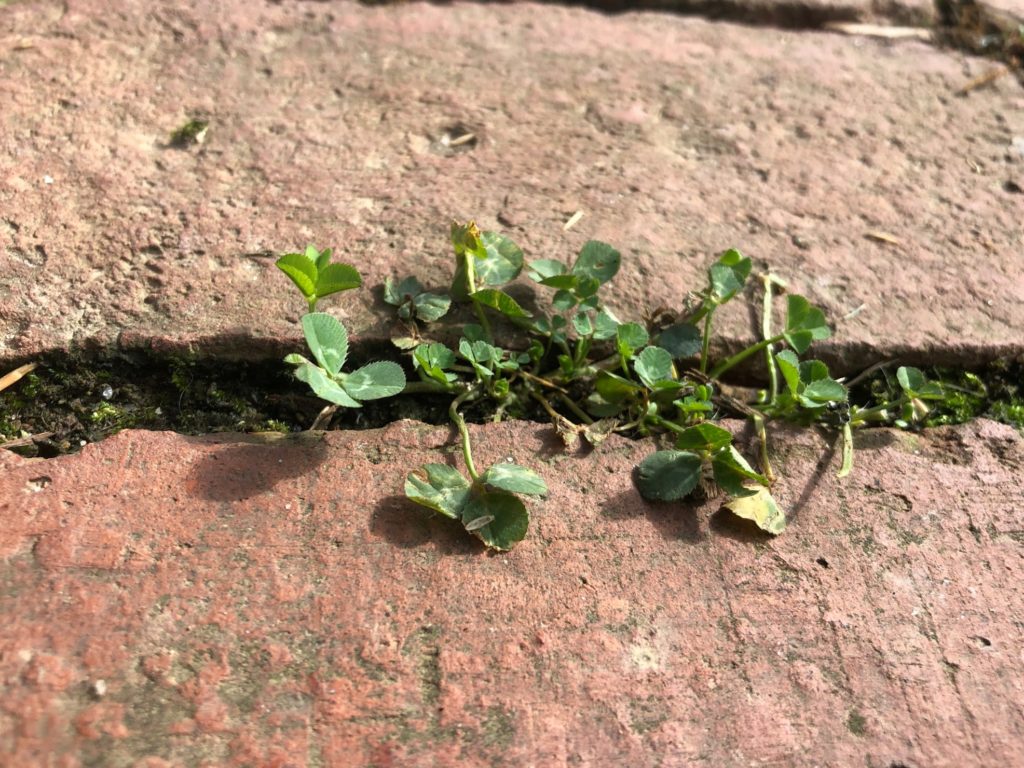 Micro Clover Will Help Your Lawn